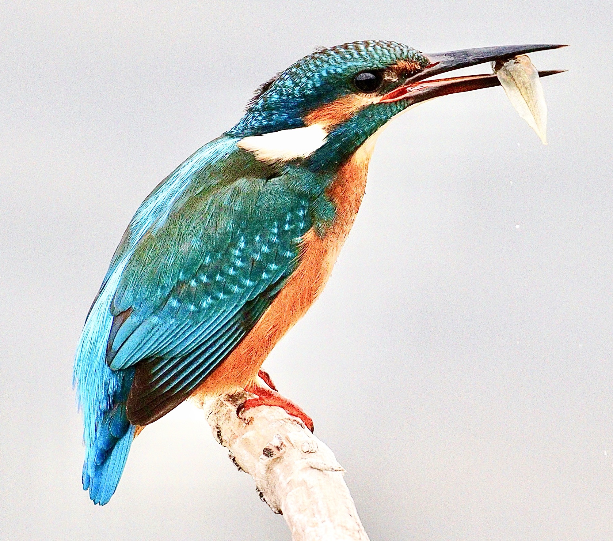 IJSVOGEL – van Vogels tot Vossen