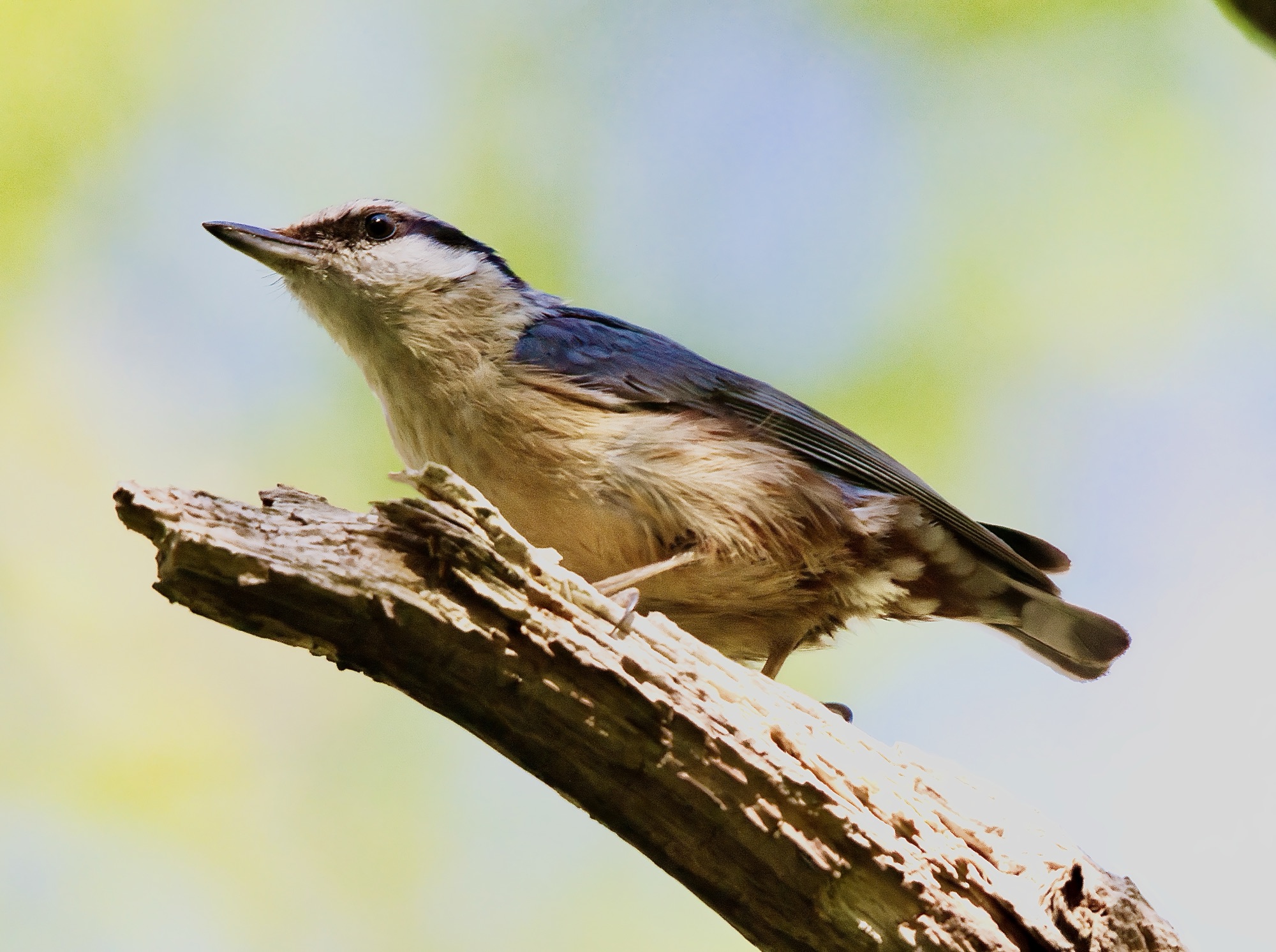 BOOMKLEVER – van Vogels tot Vossen
